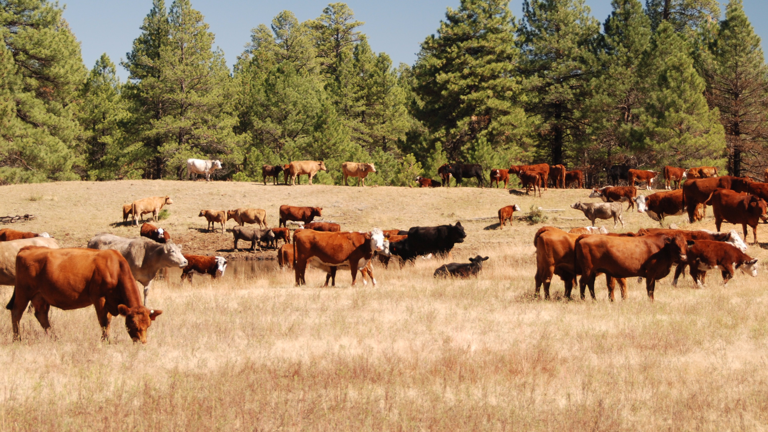 Cattle in Arizona Cattle in Arizona